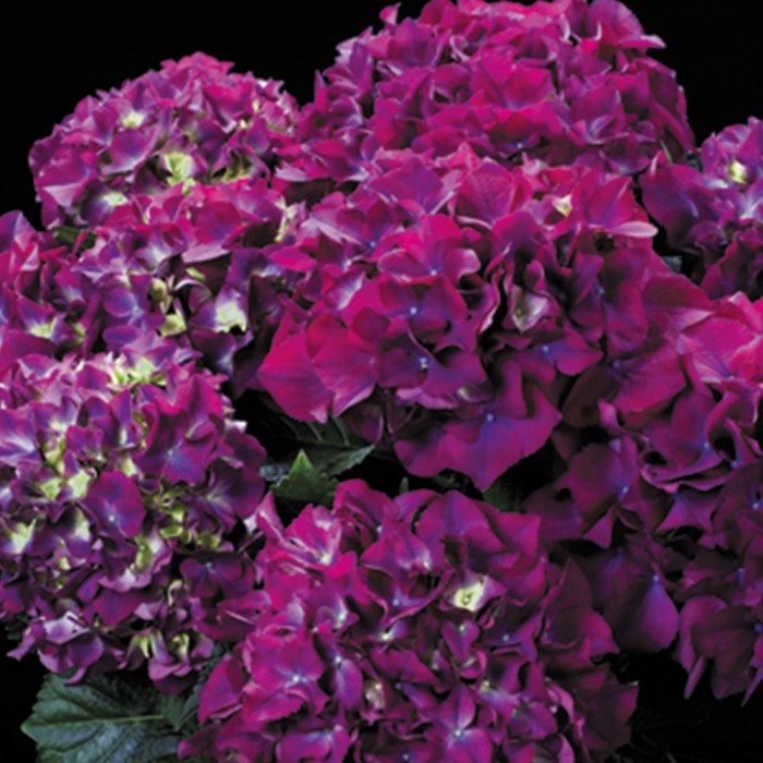 GIANT PURPLE MOPHEAD - Hydrangea macrophylla Rodeo Deep Purple - Large ...
