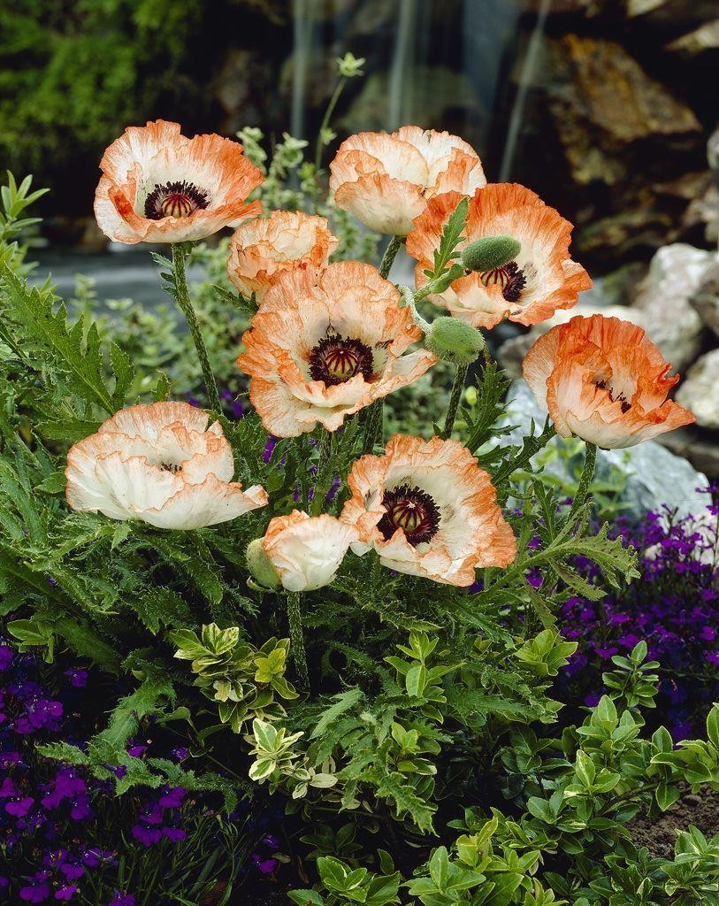 Papaver orientale Picotee - Oriental Poppy