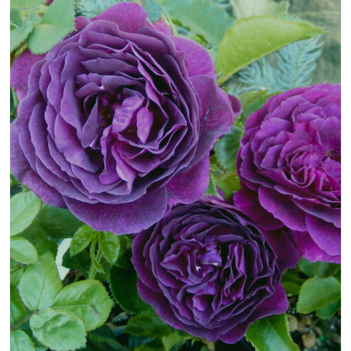 Rose Ebb Tide - Floribunda Rose