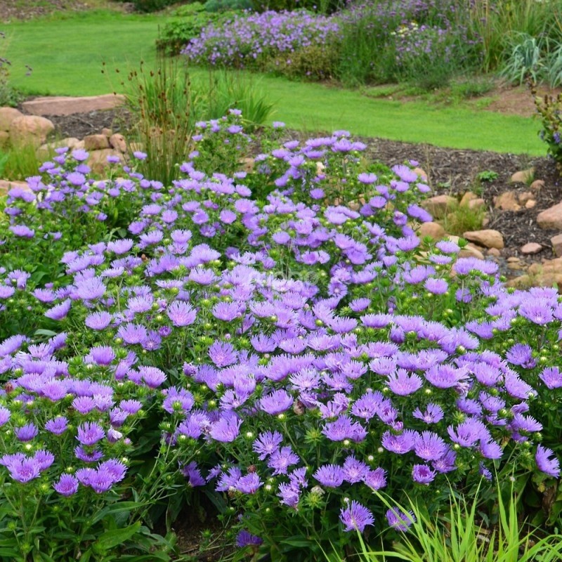 Stokesia laevis 'Mel's Blue' - Blue Stokes Aster
