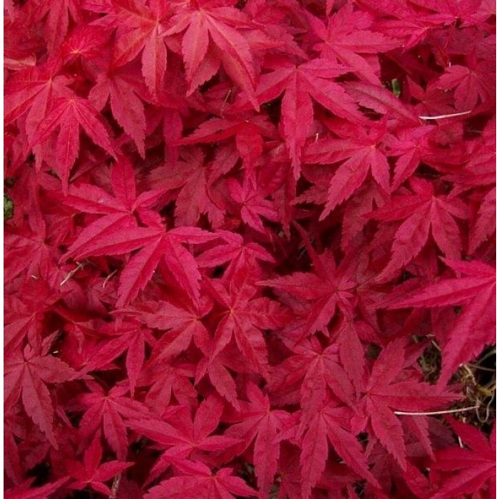 Acer palmatum Deshojo - Large Japanese Maple 80-100cm