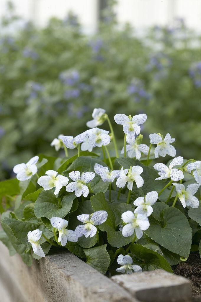 Viola sororia 'Freckles'