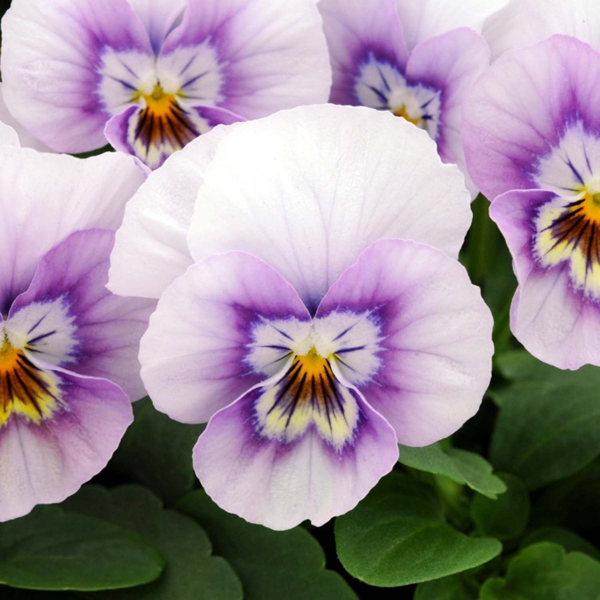Viola Pink Halo - Pack of Six Plants