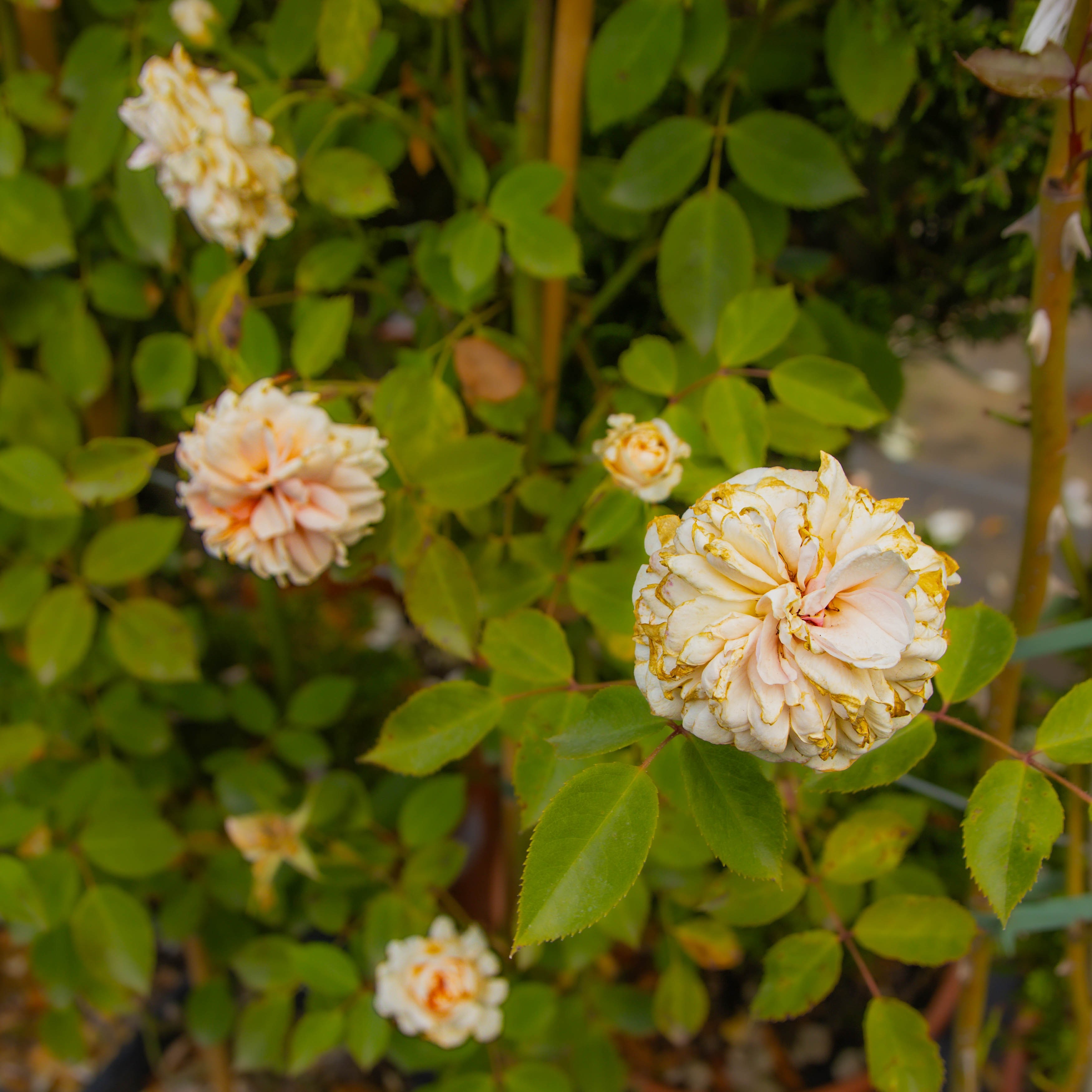 Large 6-7ft Climbing Rose Sabrina