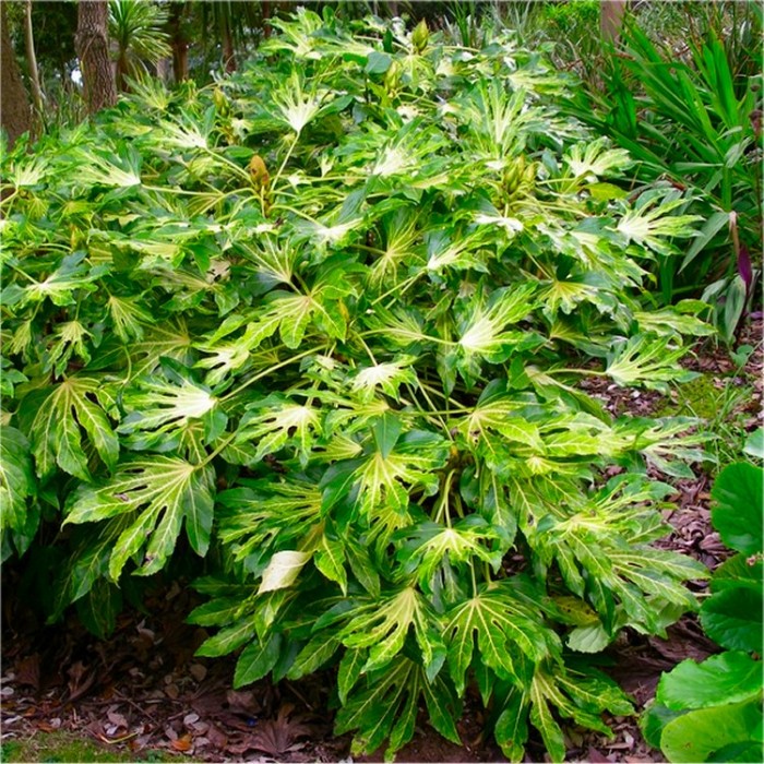 Fatsia japonica Annelise - Golden variegated 'Murakumo Nishiki ...