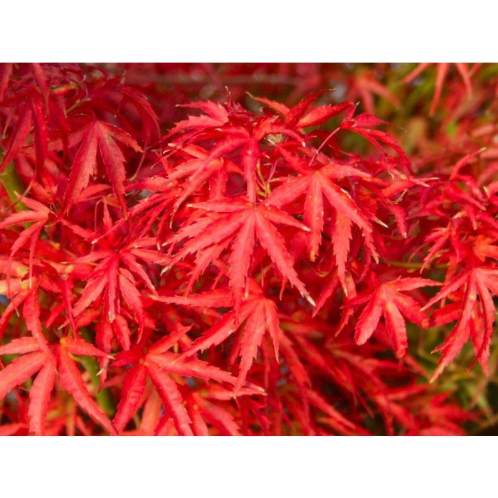Acer Jerre Schwartz - Japanese Maple