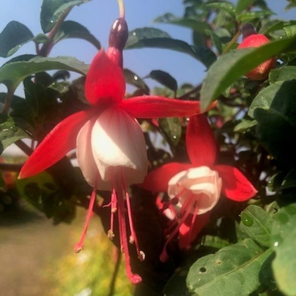 Fuchsia microphylla 'David' - Hardy Fuchsia