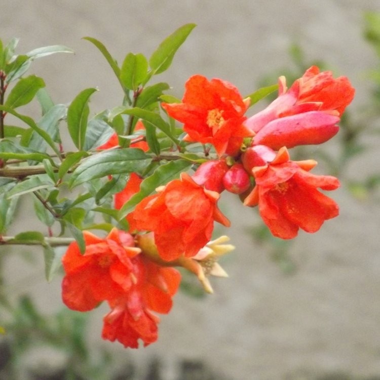 LARGE Hardy 1.6-1.8m Pomegranate Tree - Punica granatum 'WONDERFUL ...