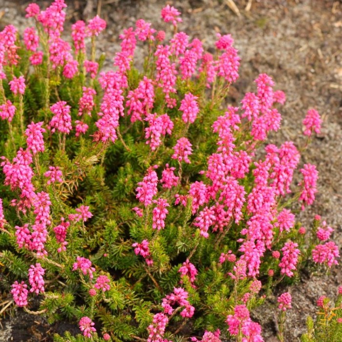 Erica spiculifolia - Pink Summer Flowering Heather in Bud & Bloom