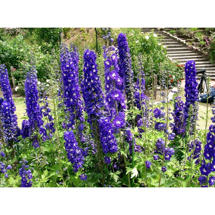 Delphinium King Arthur