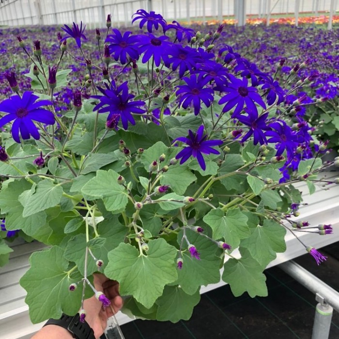 Deep Blue Senetti in Bud & Bloom