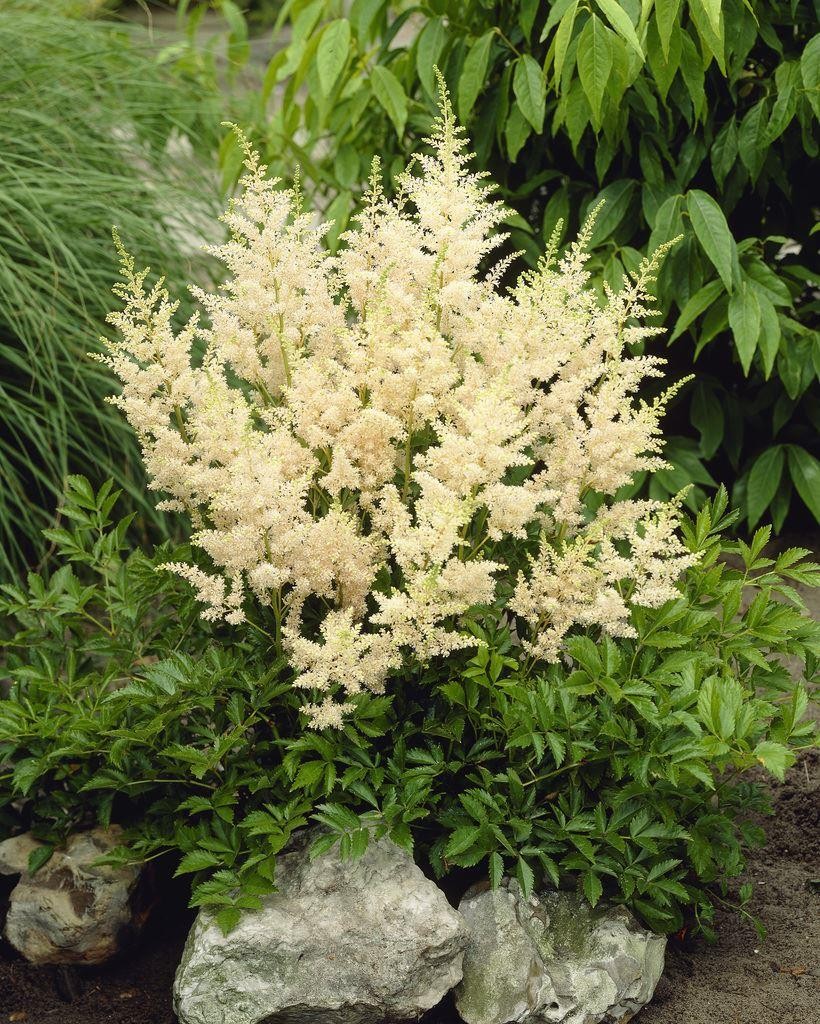 Astilbe Snowdrift