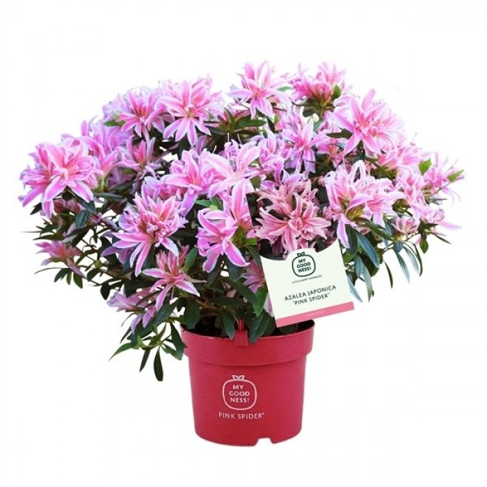 Azalea japonica 'Pink Spider' - Evergreen Azalea
