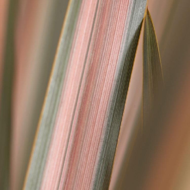 Phormium Rainbow Sunrise (Maori Sunrise) - New Zealand Flax