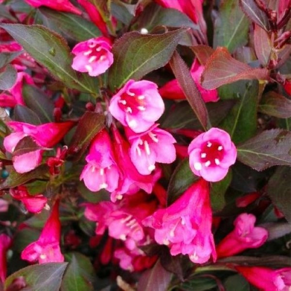 Weigela shrubs for sale | Buy Weigela plants UK delivery