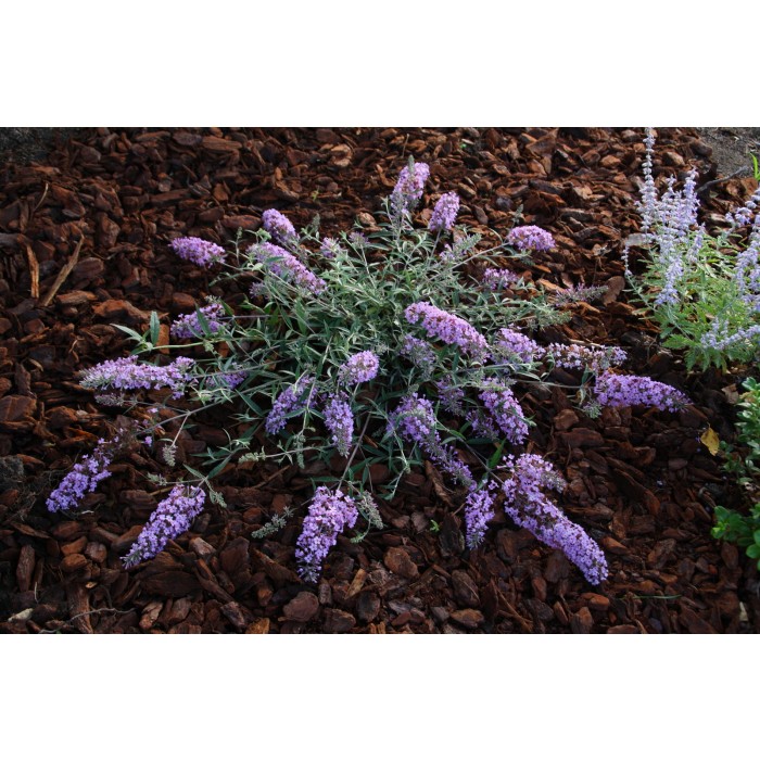 Buddleja Flutterby Flow - Lavender Flow Butterfly Bush Buddleja