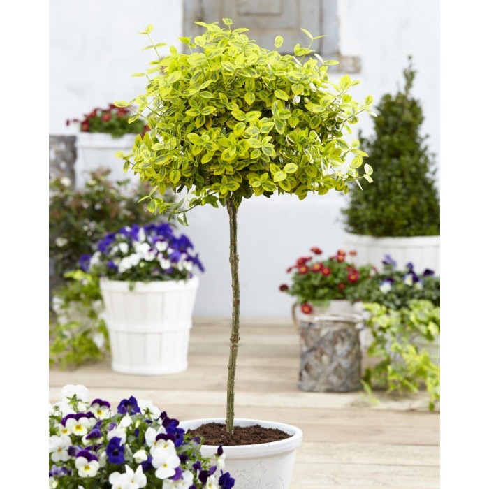 Pair of Euonymus Emerald & Gold - Golden Evergreen Standard Topiary Trees
