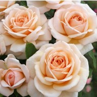 Rose Trees - Patio Standard Rose Trees - Gardening Express