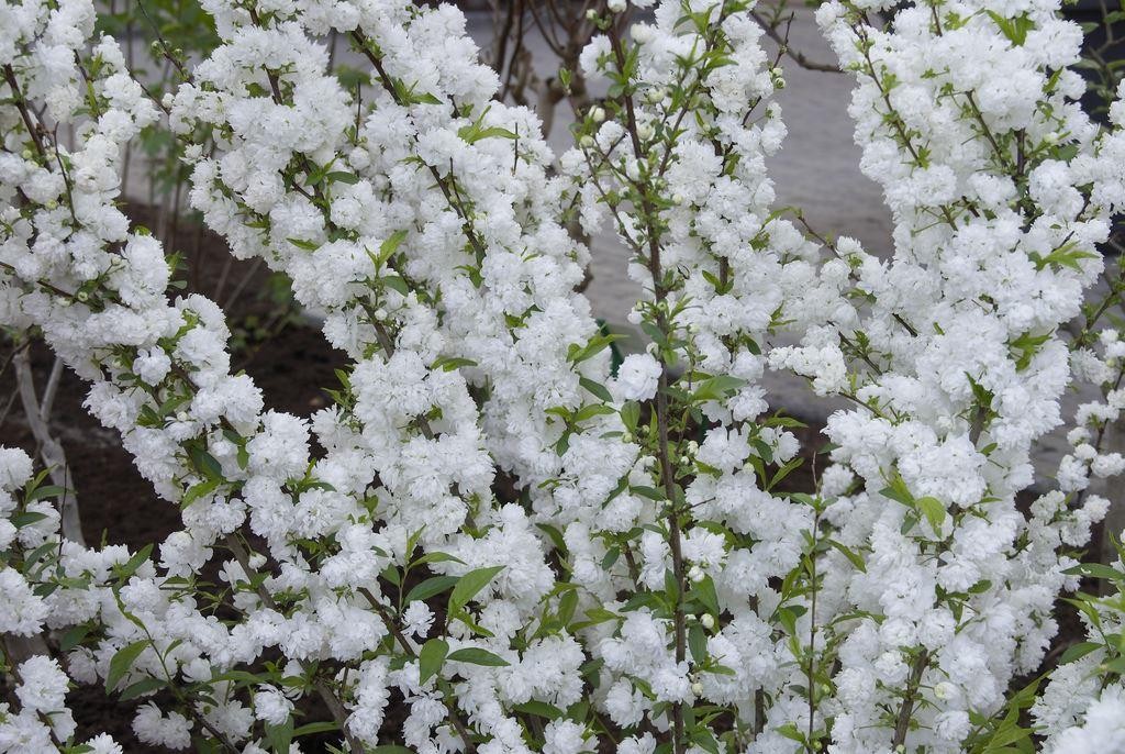 WINTER SALE - Spirea nipponica Snowmound - Snow mound Spiraea