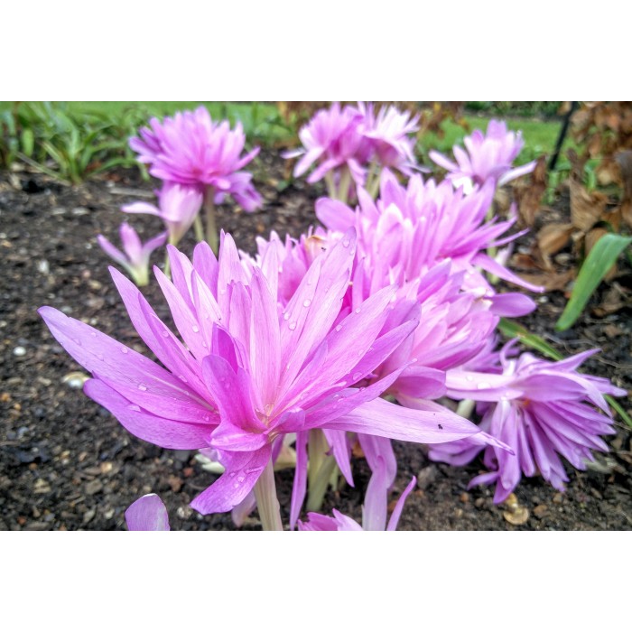 Colchicum 'Water Lily' - Double Flowered Autumn Crocus Bulb