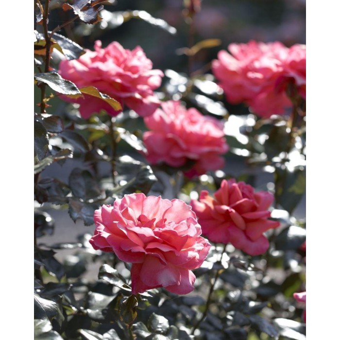 Rose Braveheart - Floribunda Hybrid Tea Bush Rose