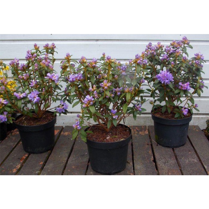 Dwarf Rhododendron Blue Tit