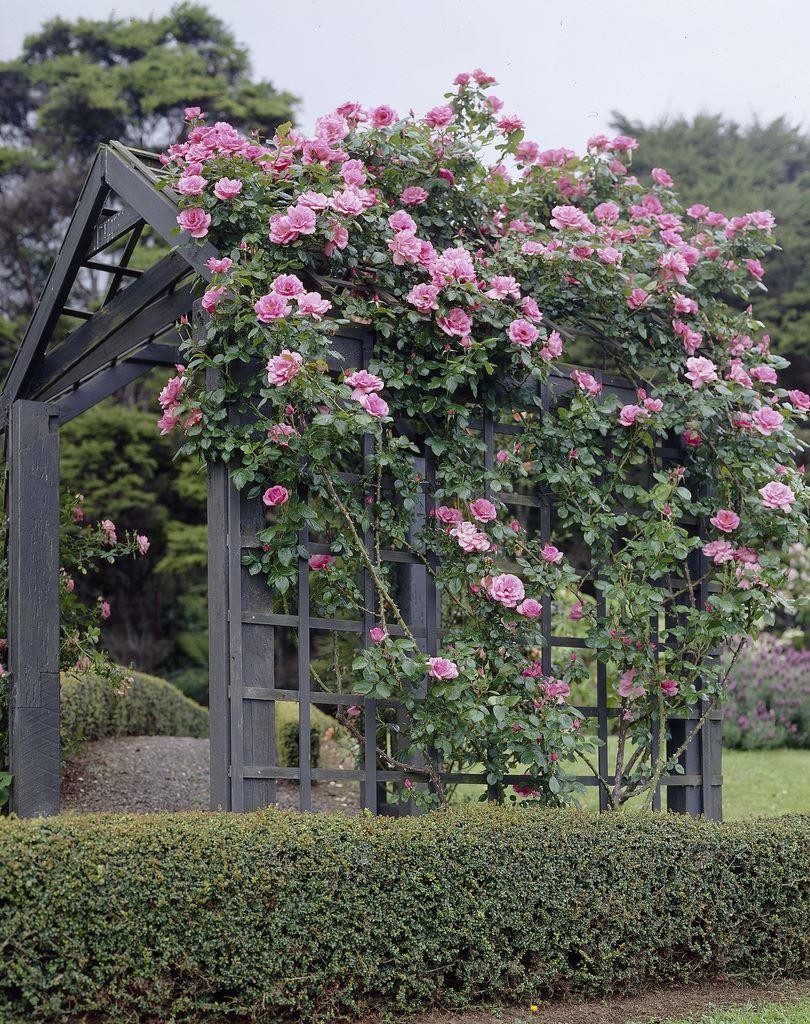Large 5-6ft Specimen - Climbing Rose Bantry Bay
