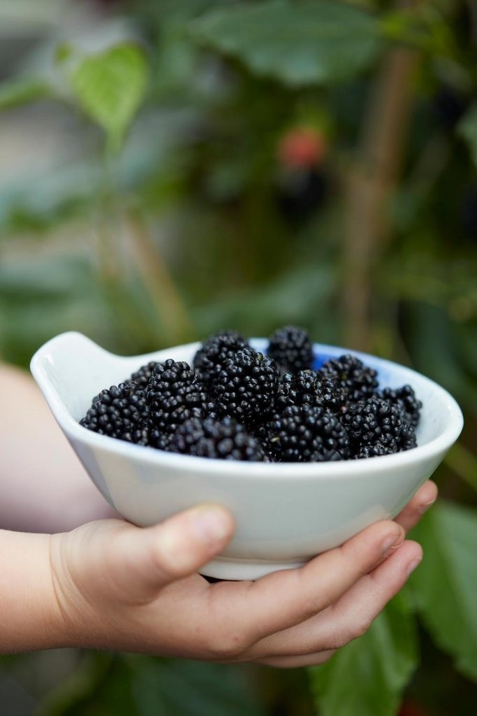 Black Mulberry Patio Tree - Morus rotundiloba Mojo Berry circa 100cms