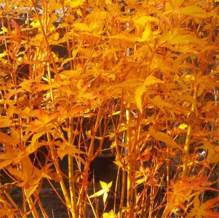 Acer palmatum Bihou - Bi Ho Golden Bark Japanese Maple Bi Hoo - Large ...