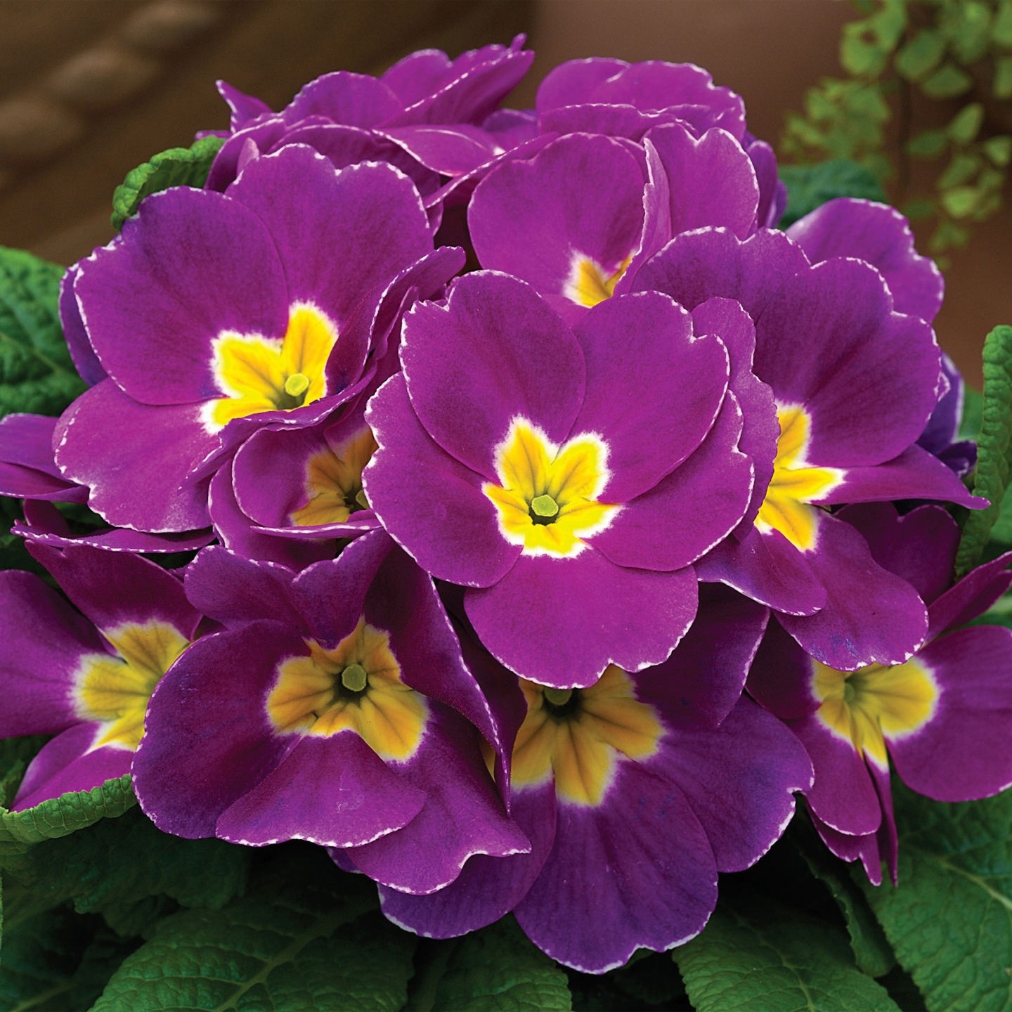 Polyanthus Purple - Pack of Six Plants