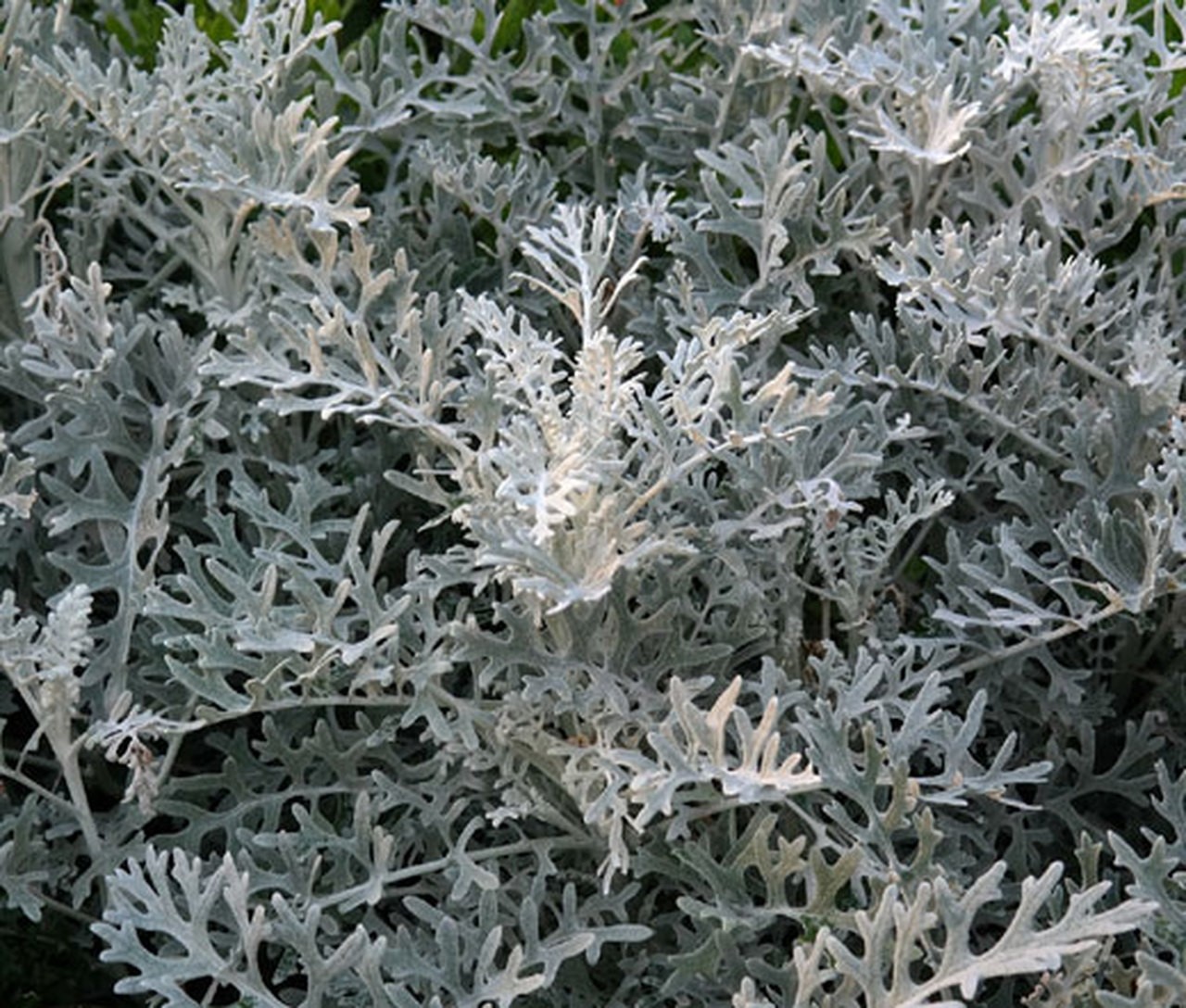 Silver Leaf Dusty Miller Plant - Senecio cineraria 'Silver Dust'