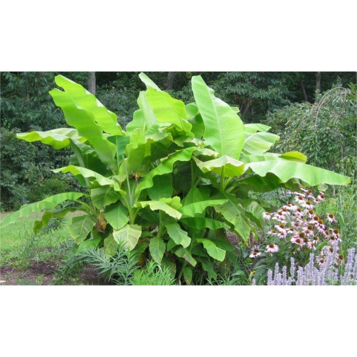 Musa basjoo - Hardy Japanese Banana - Pack of Three