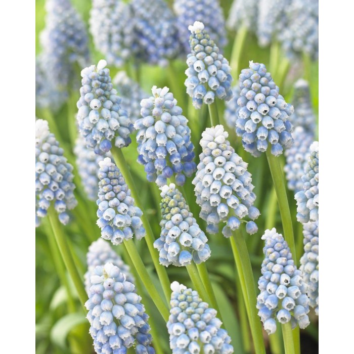 Muscari Ocean Magic - Bay Blue Grape Hyacinths