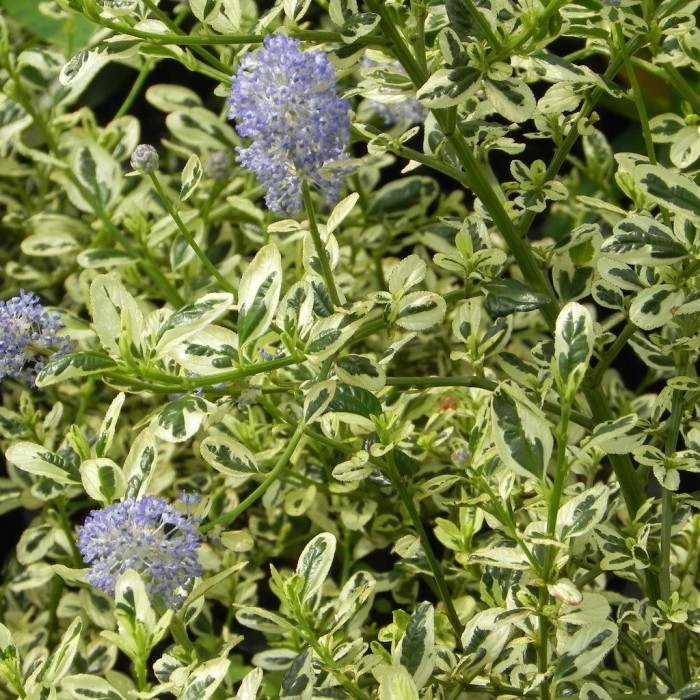 Ceanothus impressus Cool Blue - Hardy Variegated Victoria Ceanothus ...