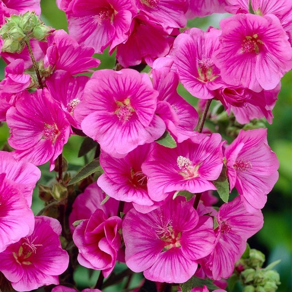 Lavatera shrubs for sale UK | Lavatera plants UK delivery