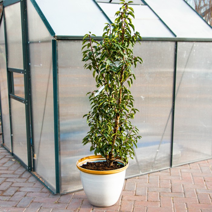 Honey Pot Planter - Extra Large (40cm)