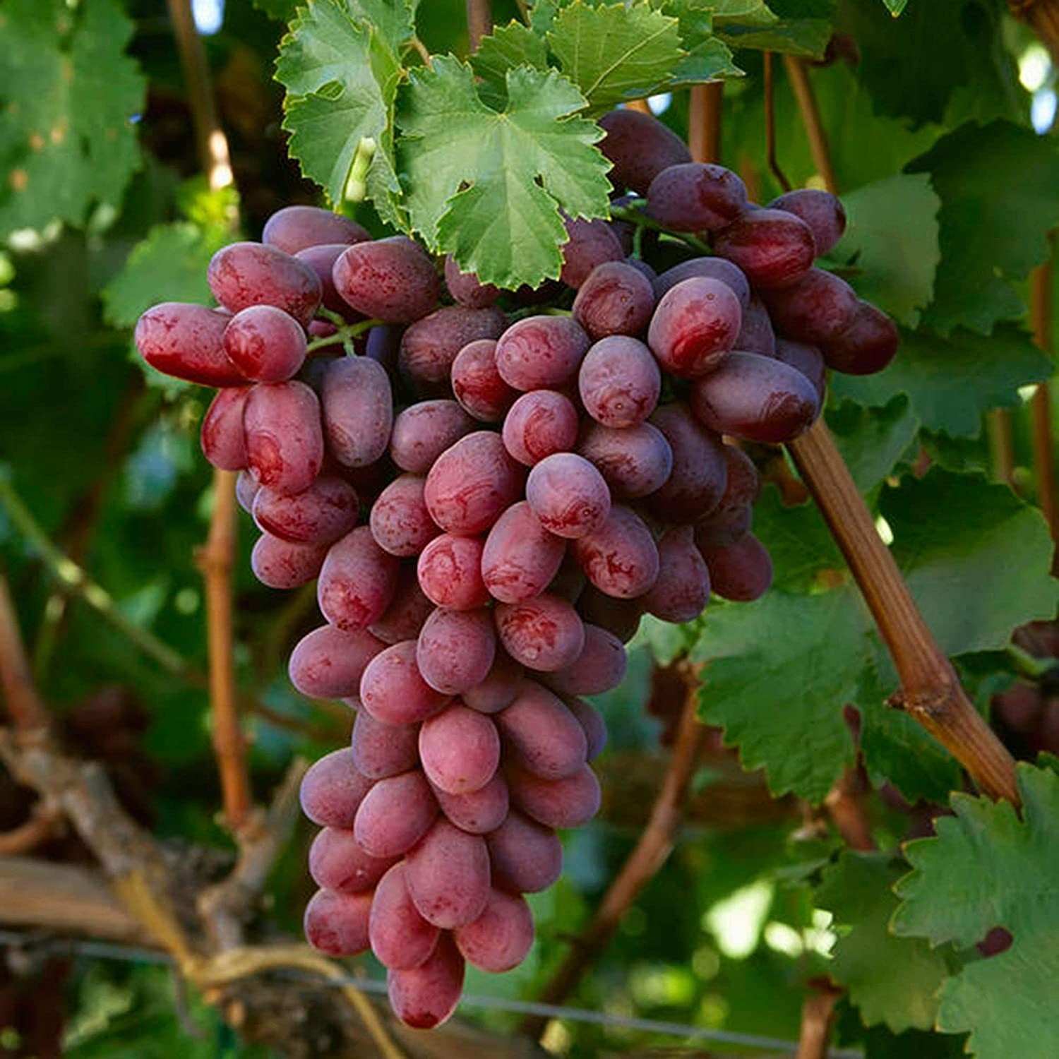 Large circa 5-6ft Grape Vine - Vitis vinifera 'Red Ruby'