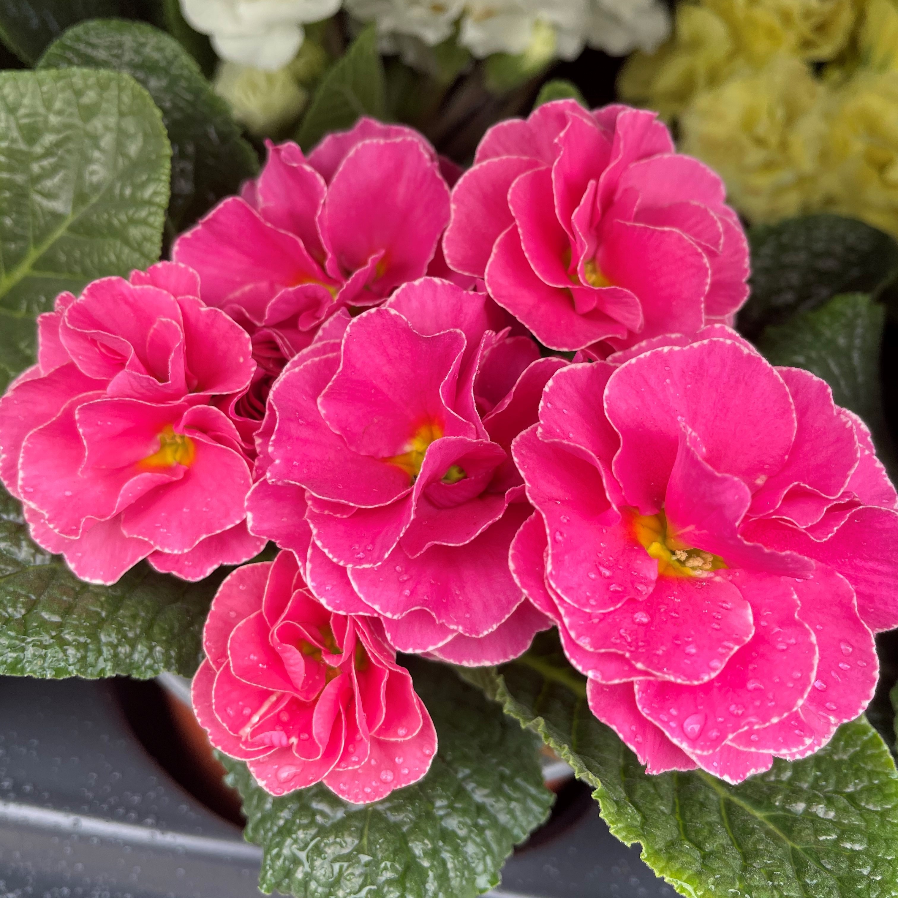 Primula acaulis Princess - Double Primroses in Assorted Colours