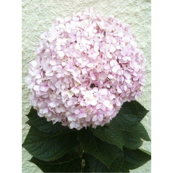 GIANT - Hydrangea 'Avant Garde' - Worlds Largest Hydrangea - In Bud ...
