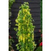 Laburnum anagyroides Yellow Rocket - Upright Golden Chain Tree