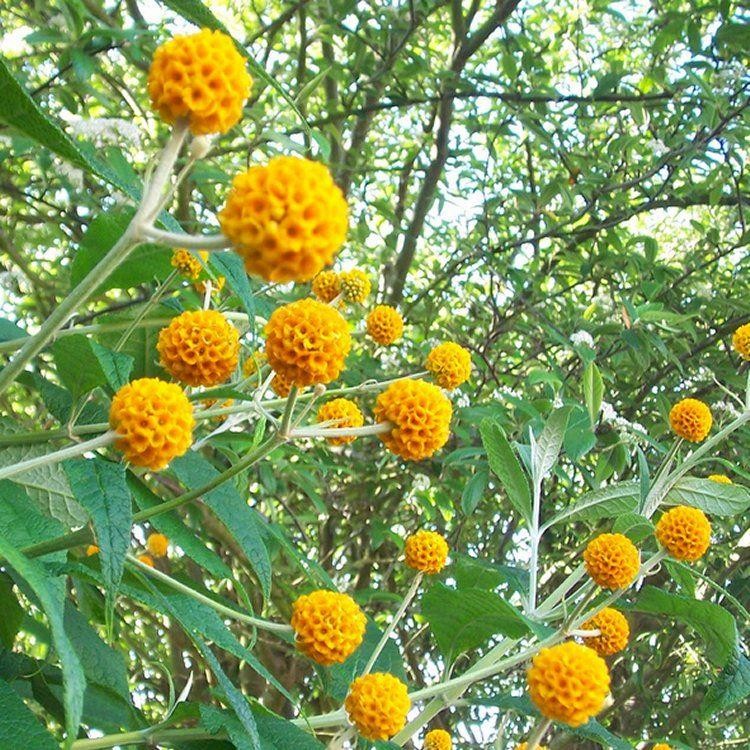 Buddleja Globosa - Orange Ball Tree Buddleia