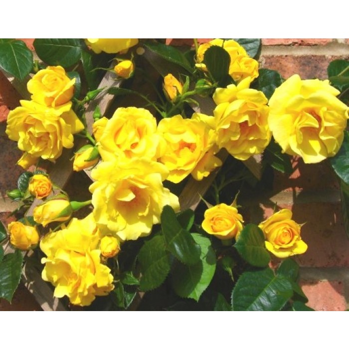 Luxury Garden Roses - Premier Collection - Pack of SIX Assorted Bush Roses