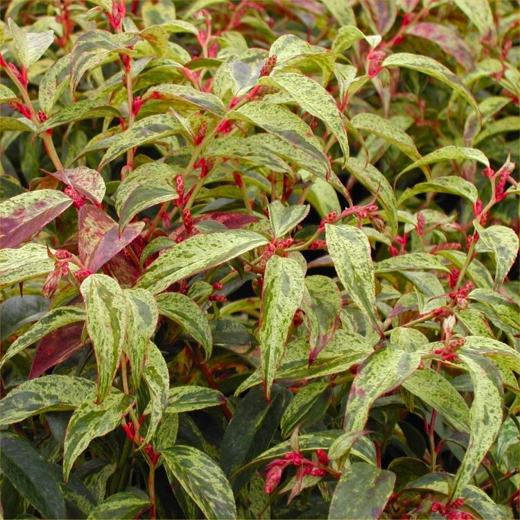 Leucothoe fontanesiana Rainbow - Switch Ivy