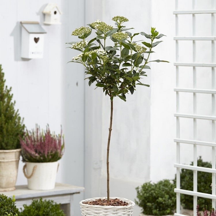 Viburnum tinus Spirit - Standard Tree circa 100-120cms tall