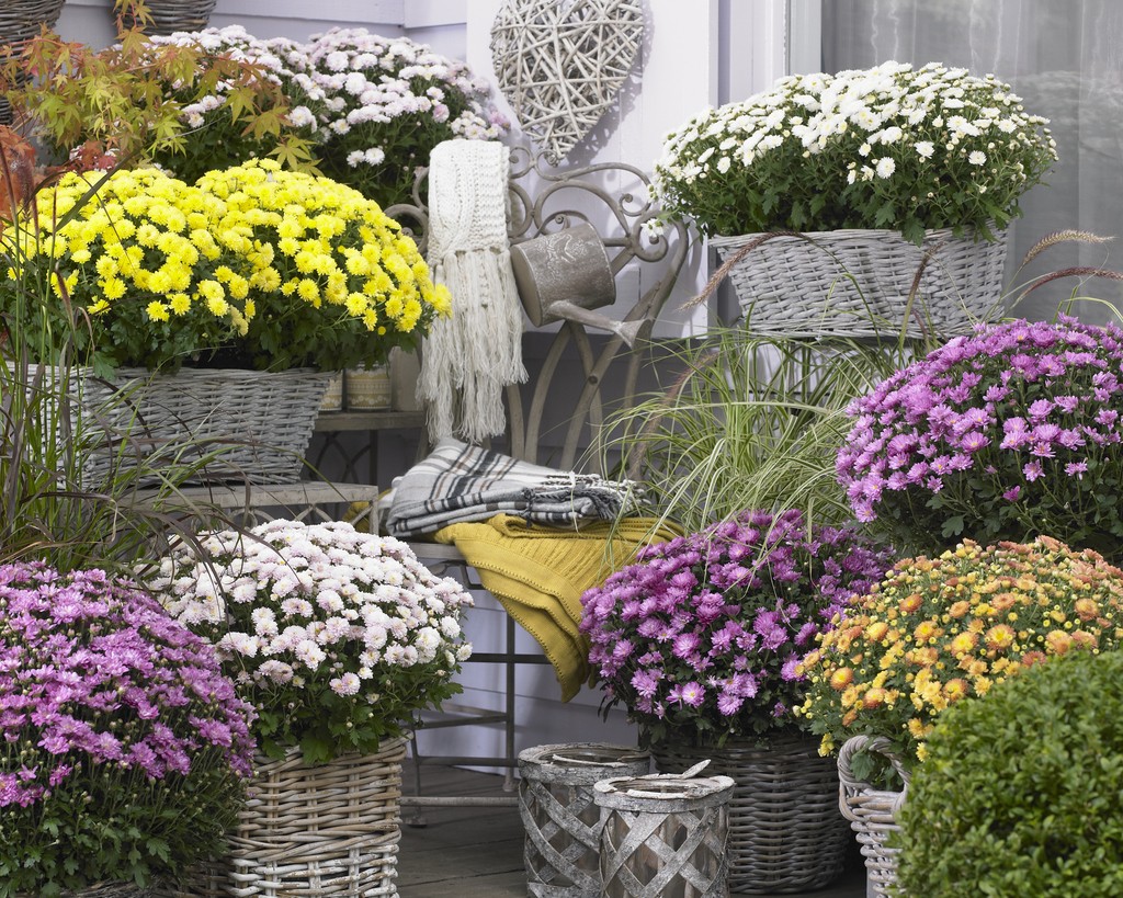 Colourful GIANT Garden Mum Balls - Chrysanthemums - Assorted Colours ...