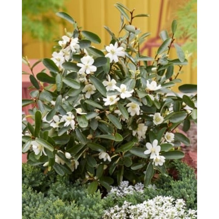 Magnolia Vanilla Pearls - Evergreen Michelia Magnolia