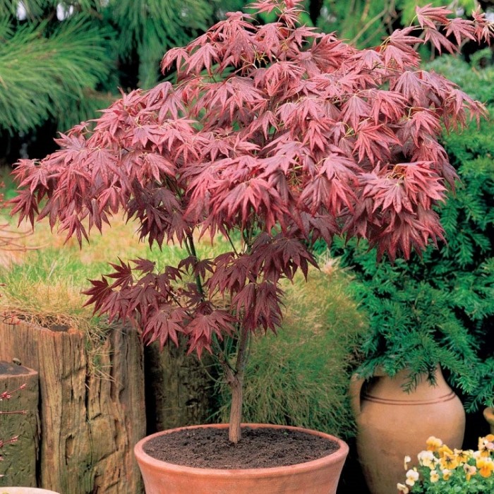 Acer palmatum atropurpureum - Purple Japanese Maple - Brilliant Red ...