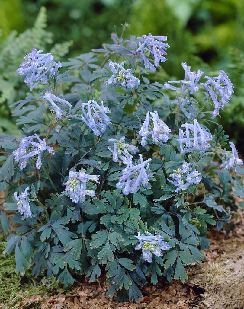 Corydalis flexuosa Purple Leaf