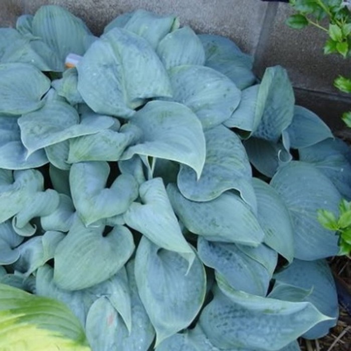 Hosta Fragrant Blue
