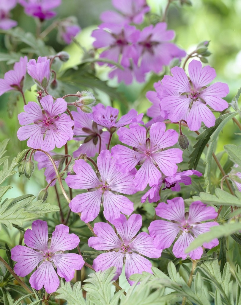 Geranium Tuberosum 'Tuberous-rooted Cranesbill' - Pack of 5